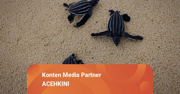 Video Melihat Anak Penyu Berlarian Ke Laut Di Pantai Lhoknga Aceh